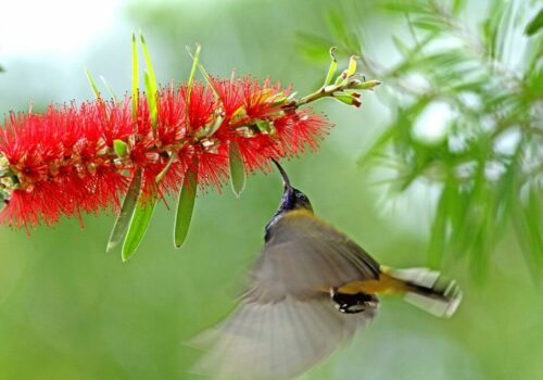 ¿Qué afectaciones causa la sequía en un ecosistema?
