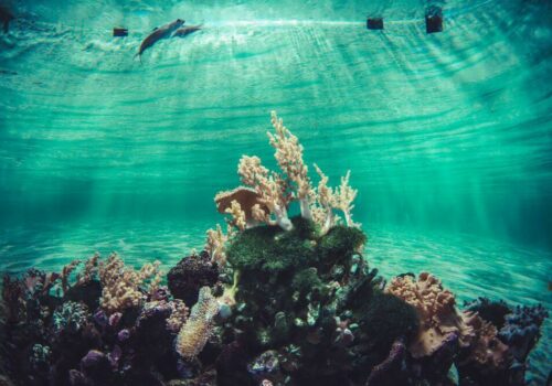 Cuáles son los componentes naturales de la tierra【Recursos naturales】